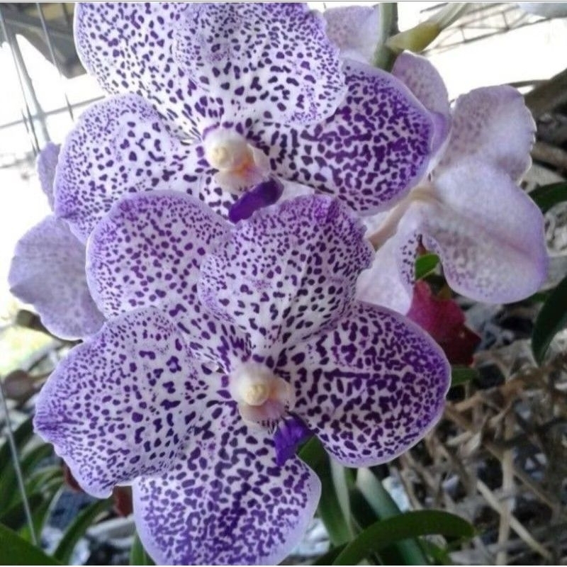 Jual Seedling Anggrek Dendrobium Purple White -tanaman hidup-bunga ...