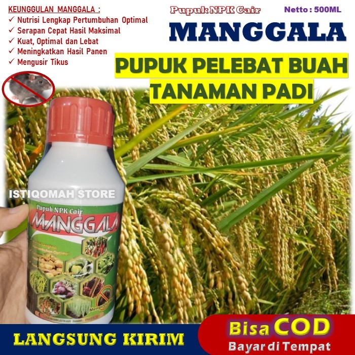 Jual Pupuk Pelebat Buah Padi Sawah Terbaik MANGGALA 500ML Pupuk Padi Semprot Penyubur Tanaman ...