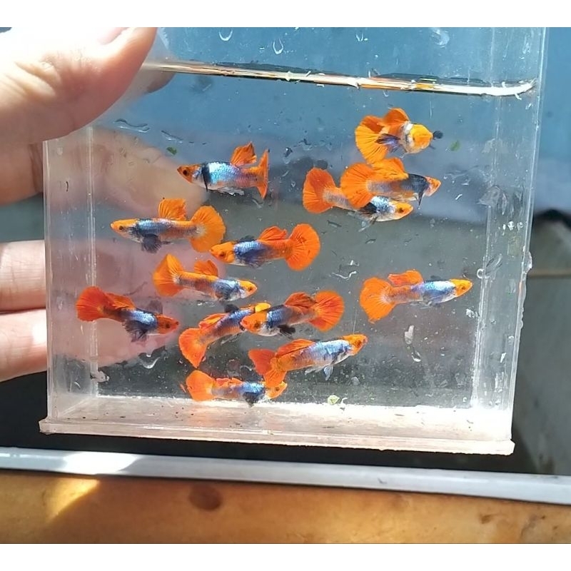 Jual ikan guppy koi butterfly | Shopee Indonesia