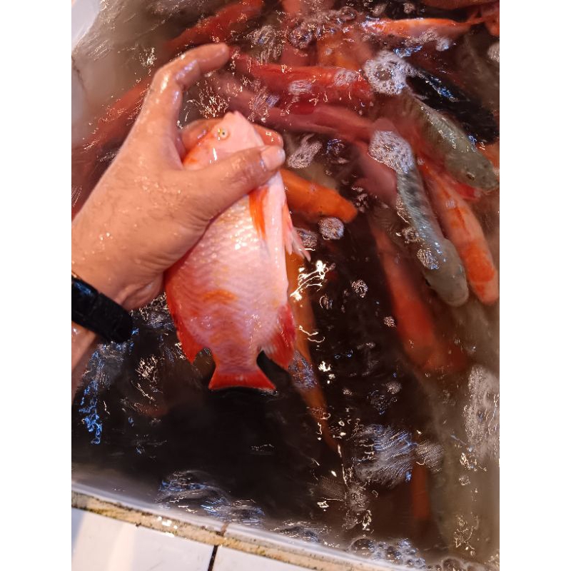 Jual ikan nila segar 1.kg | Shopee Indonesia