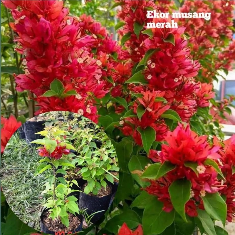 Jual Bougenvill Ekor musang merah ORI kondisi sudah berbunga | Shopee ...