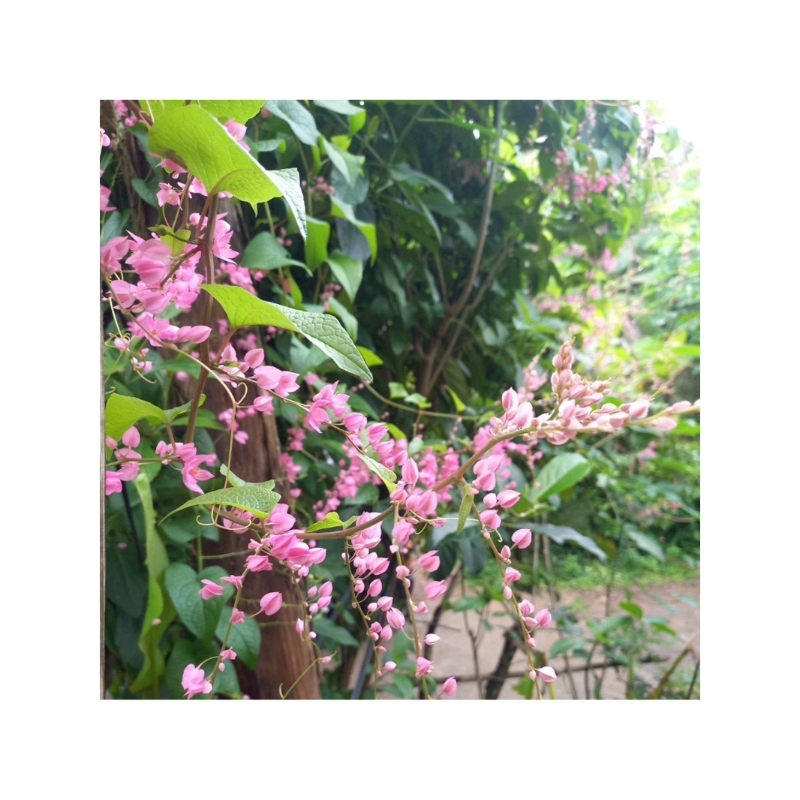 Jual bibit bunga air mata pengantin /amp | Shopee Indonesia