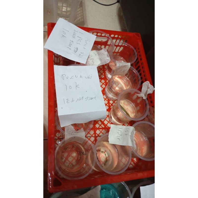 Jual box paket pucuk ubi sultan | Shopee Indonesia