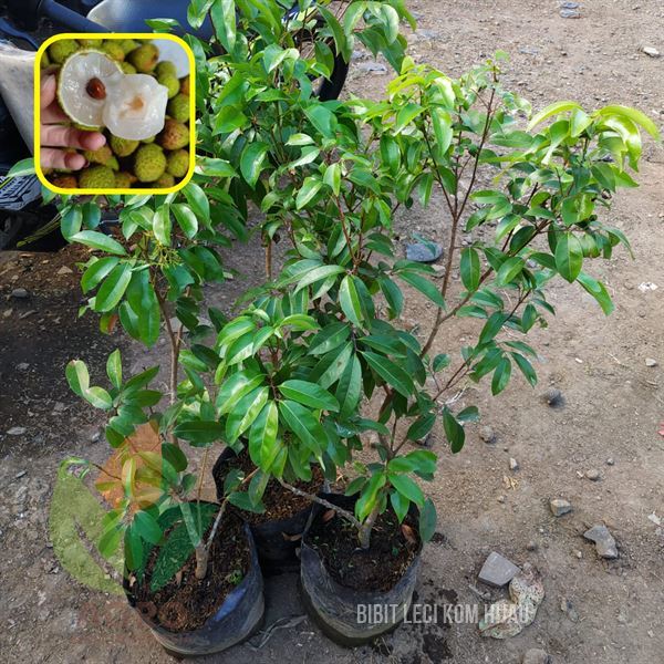 Jual Bibit Tanaman Leci Kom Hijau Madu asal Cangkok | Shopee Indonesia