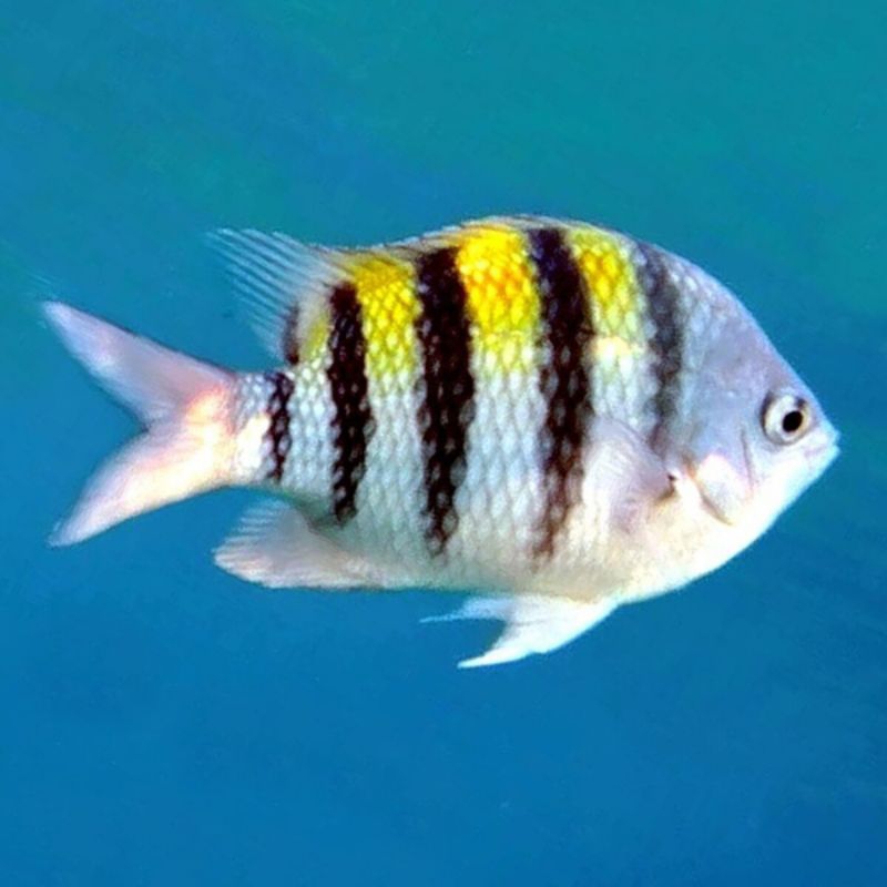 Jual ikan betok sersan mayor seargant major damselfish IKAN HIAS AIR ...