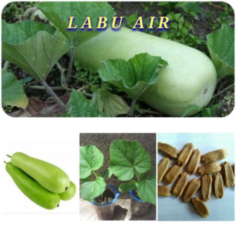 Jual 100 benih labu air labu blonceng super sayuran cepat tumbuh ...