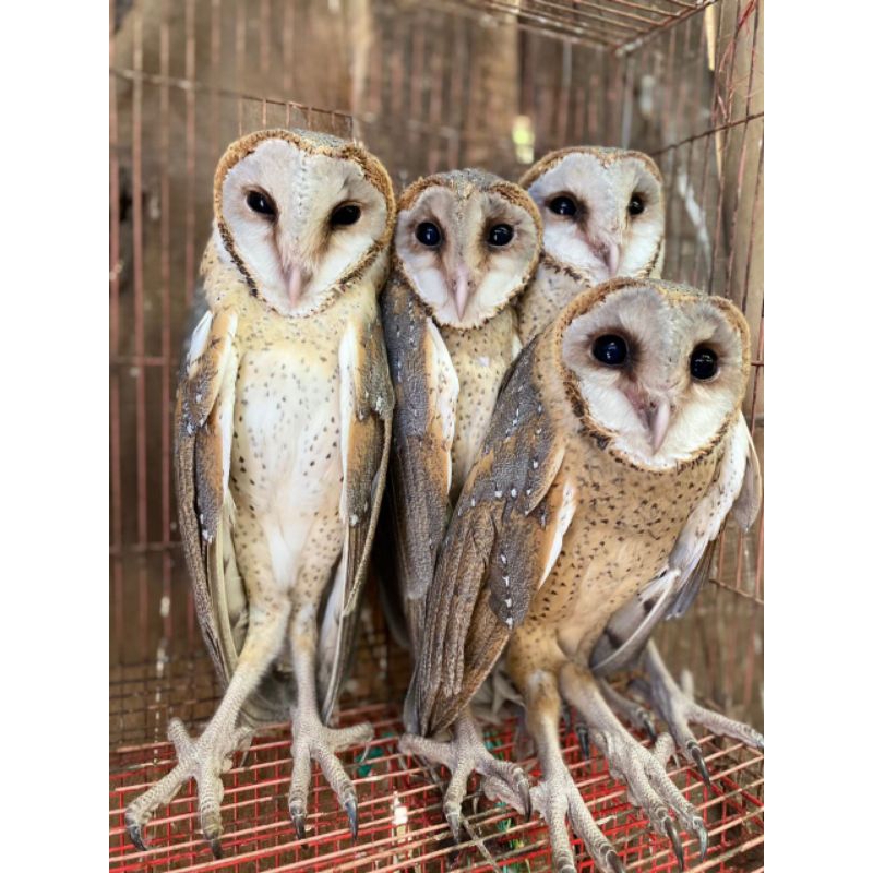 Jual BURUNG HANTU TYTO ALBA/BARN OWL | Shopee Indonesia Jual BURUNG HANTU TYTO ALBA/BARN OWL | Shopee Indonesia