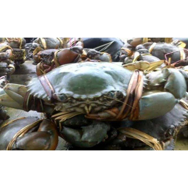 Jual kepiting segar besar isi 2 pcs berat 500gr (chat sbelum beli ...