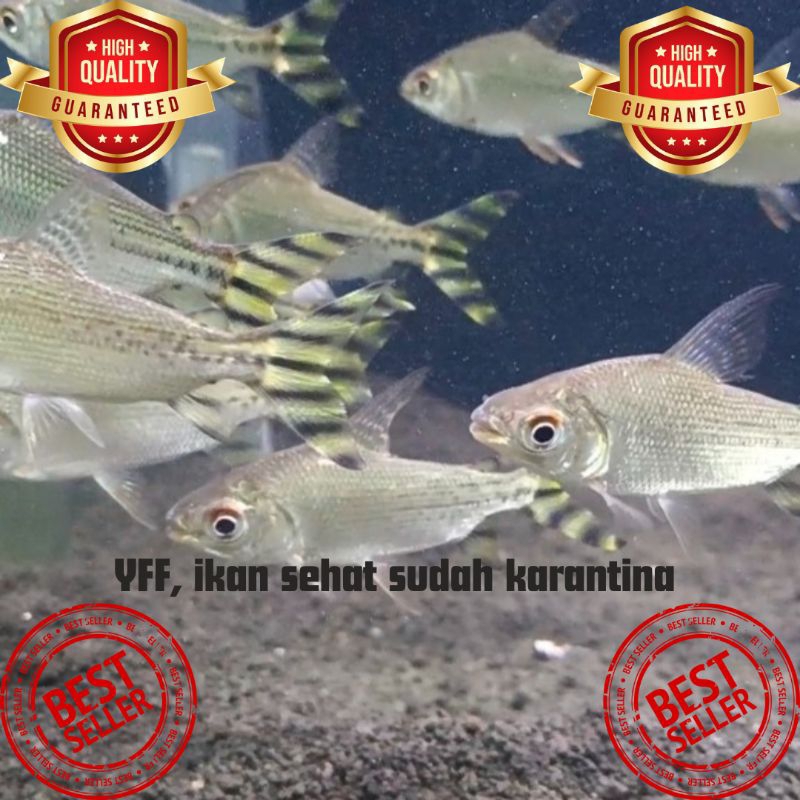 Jual YELLOW FLAG TAIL YFF | Shopee Indonesia