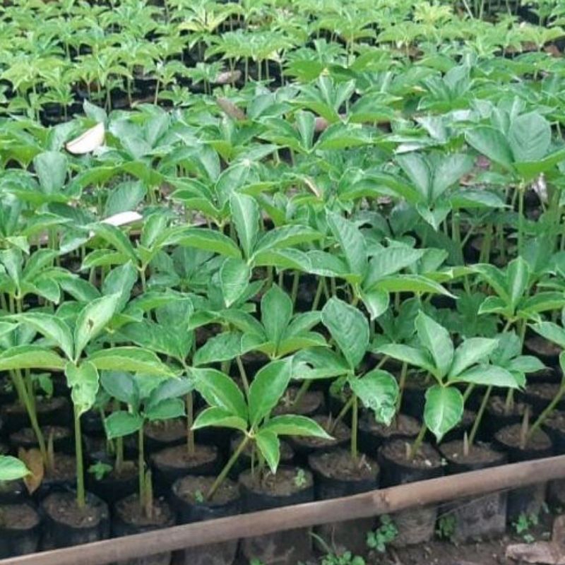 Jual BIBIT UMBI SUWEG / BIBIT POHON SUWEK | Shopee Indonesia