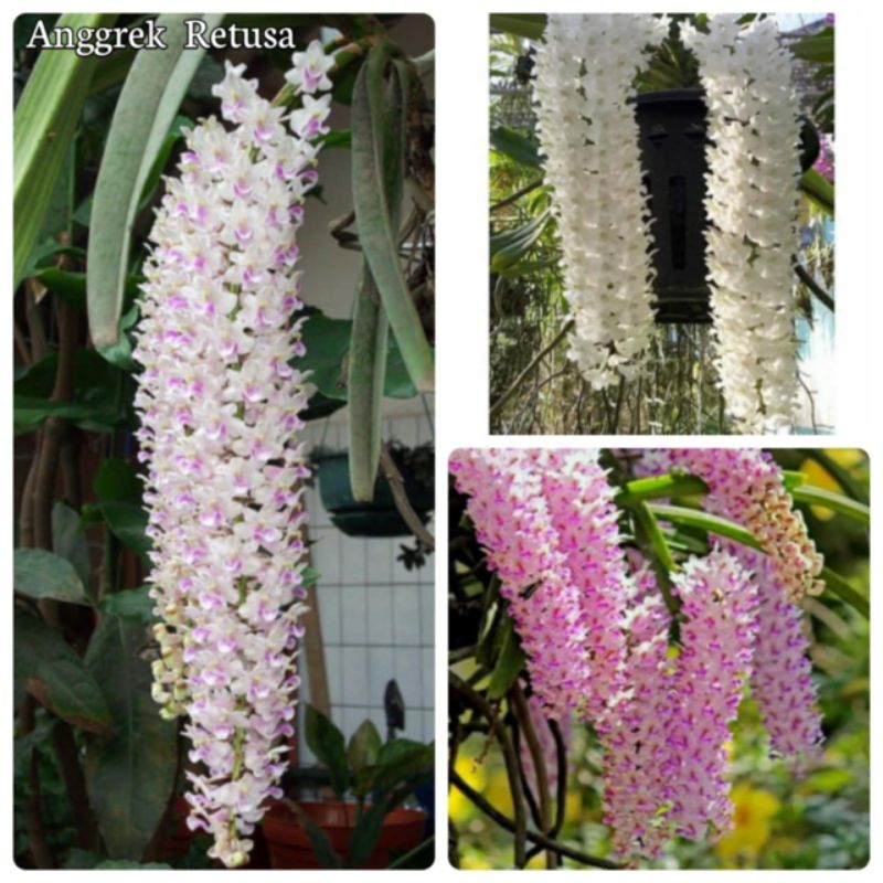 Jual Anggrek ekor tupai | anggrek retusa | anggrek Vanda spesies ...