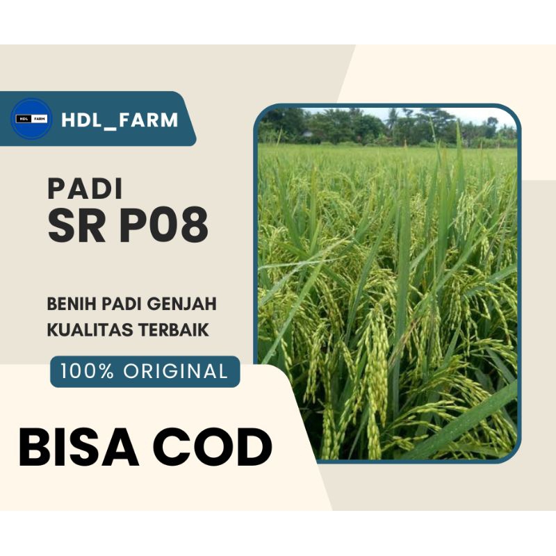 Jual BENIH PADI SR P08 ULTRA GENJAH KEMASAN 5KG | Shopee Indonesia