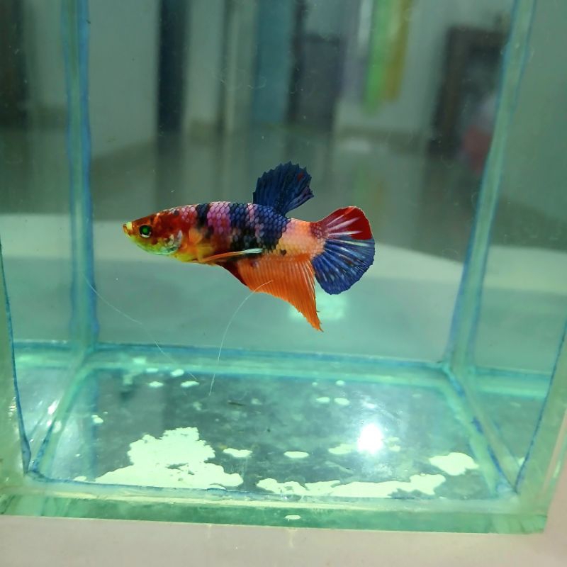 Jual Hiasan Aquarium Plakat Glowfish Multicolour (Cupang) | Shopee ...