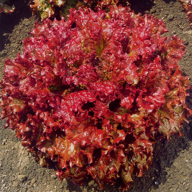 Jual 2000 biji selada merah | Shopee Indonesia