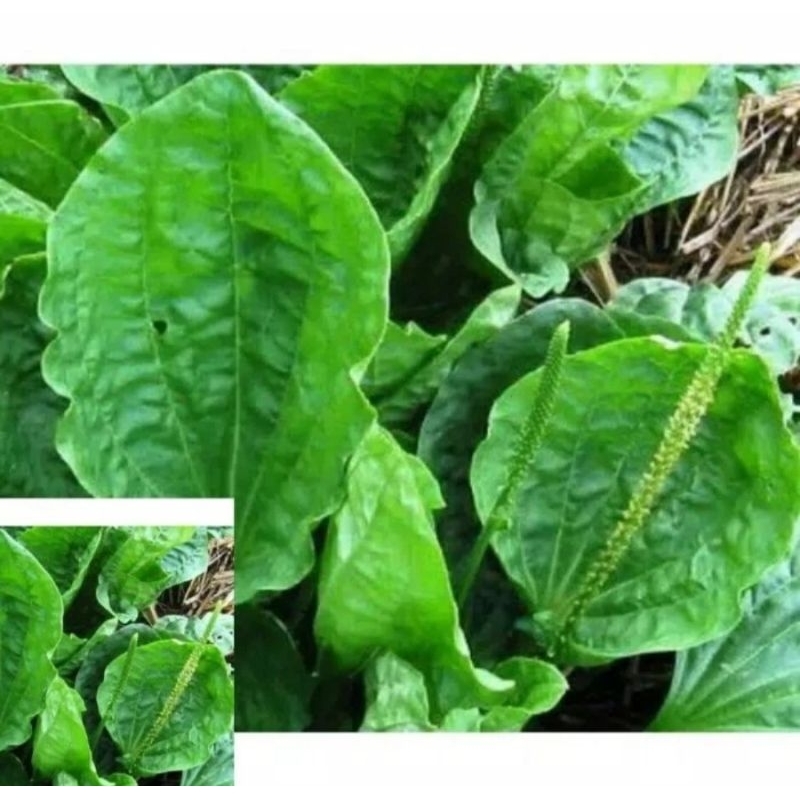 Jual Daun Sendok Segar/Kiurat Seribu Manfaat 250Gram | Shopee Indonesia