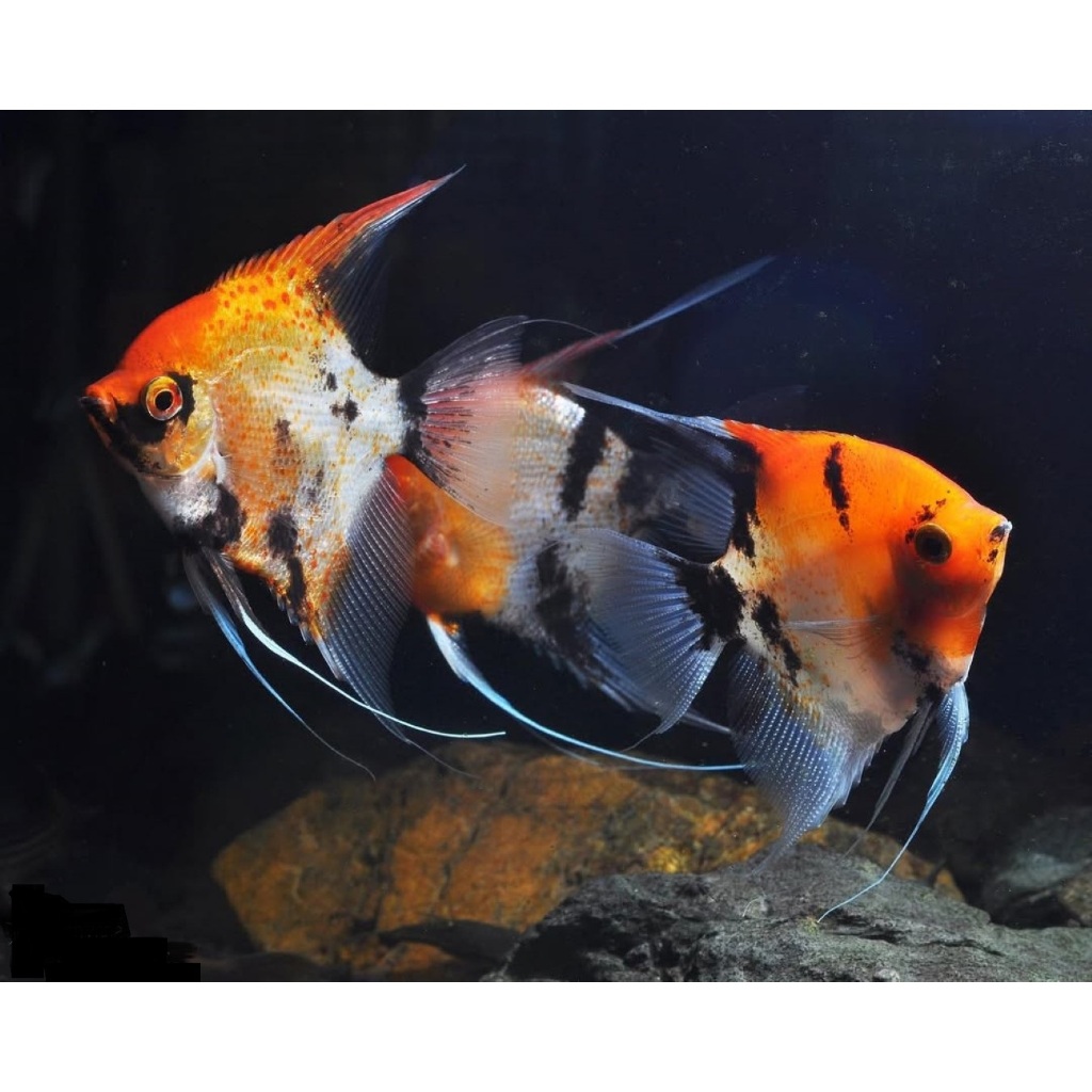 Jual ikan hias manfish red devil koi masih pucat uk sedang 5 - 6 cm ...
