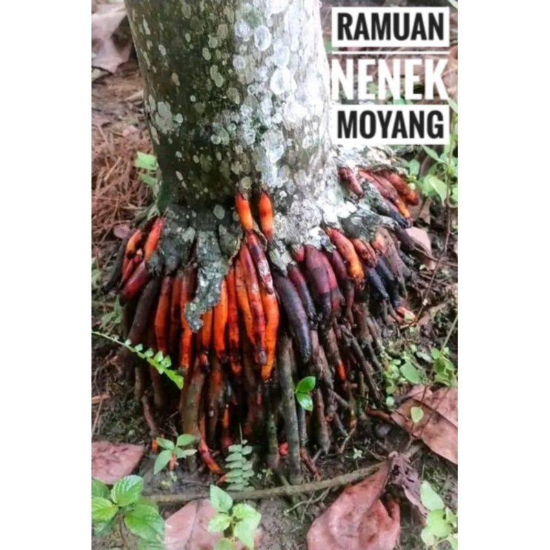 Jual Akar Pinang 250Gram | Shopee Indonesia