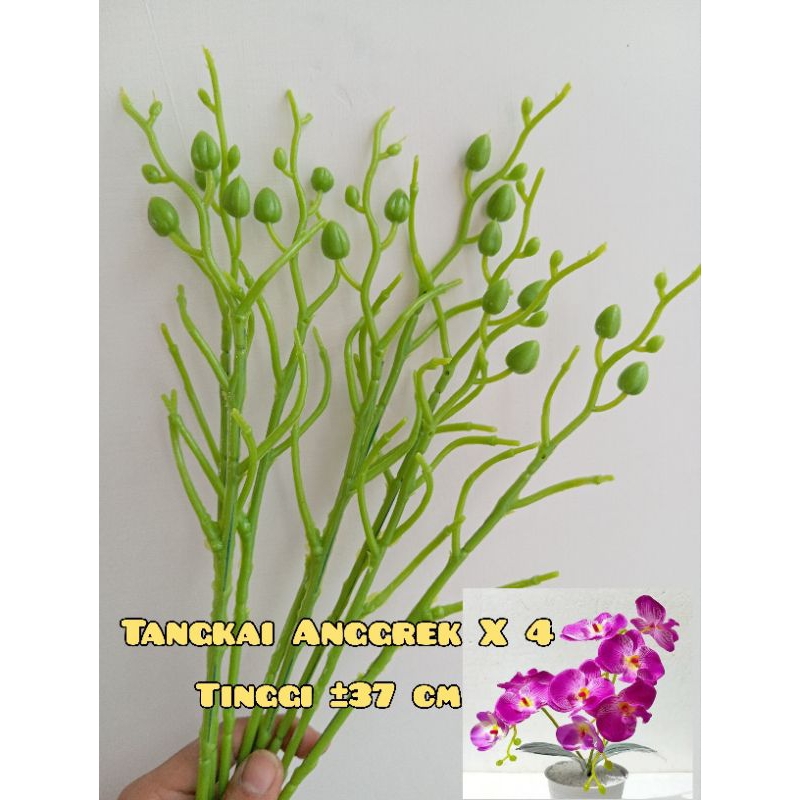 Jual 1 lusin Tangkai Anggrek Penthol - Tangkai Anggrek panjang -/+ 36 ...