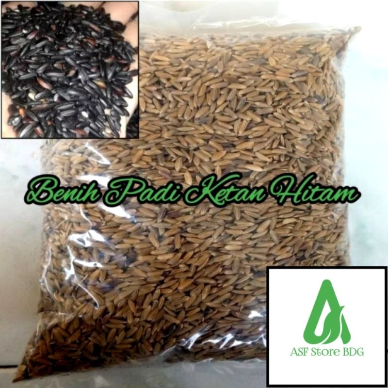 Jual Benih Padi Ketan Hitam Isi 1 Kg Premium | Shopee Indonesia