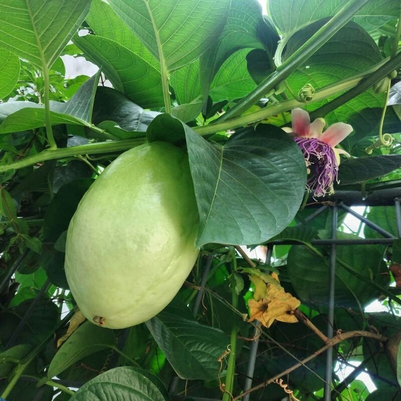 Jual bibit markisa jumbo super murah(beli 5 bonus 1) | Shopee Indonesia