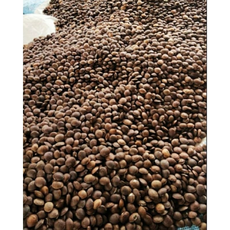 Jual benih kacang sacha inchi | Shopee Indonesia