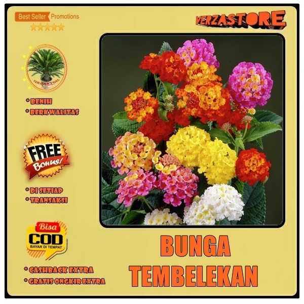 Jual biji/benih/bibit bunga tembelekan mix ,10 biji | Shopee Indonesia