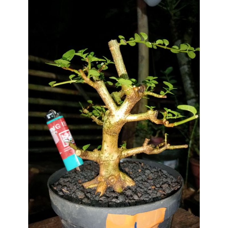 Jual Bonsai Sancang Mame The Max Prokar Program Akar Realpict Sesuai ...