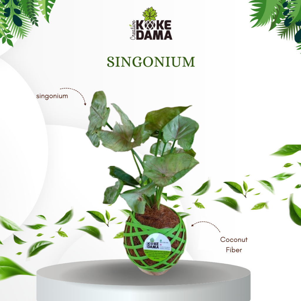 Jual Kokedama Syngonium by Creative Kokedama - Tanaman Hias Elegan ...