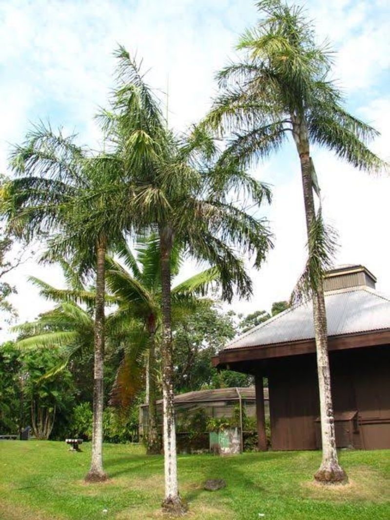 Jual Benih / Biji Palem / Palm Seeds: Dypsis madagascariensis ...