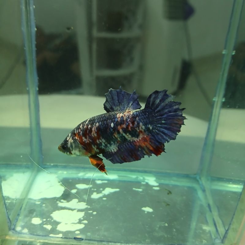 Jual (35) Hiasan Akuarium Giant Grizzle ( cupang ) | Shopee Indonesia