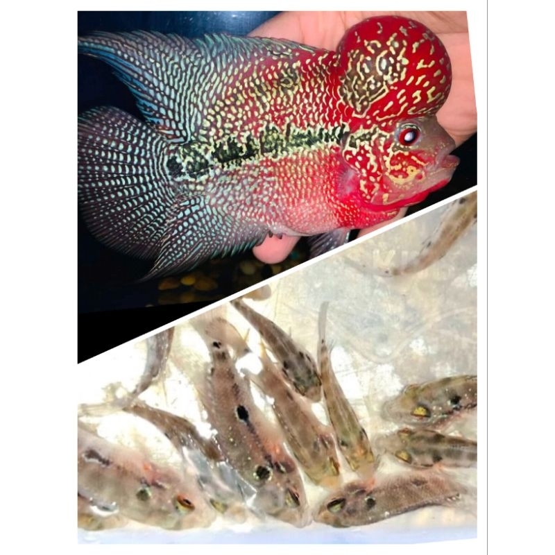 Jual Terbaru Burayak Louhan Lohan Super Red Dragon Pilihan (SRD) Lokal ...