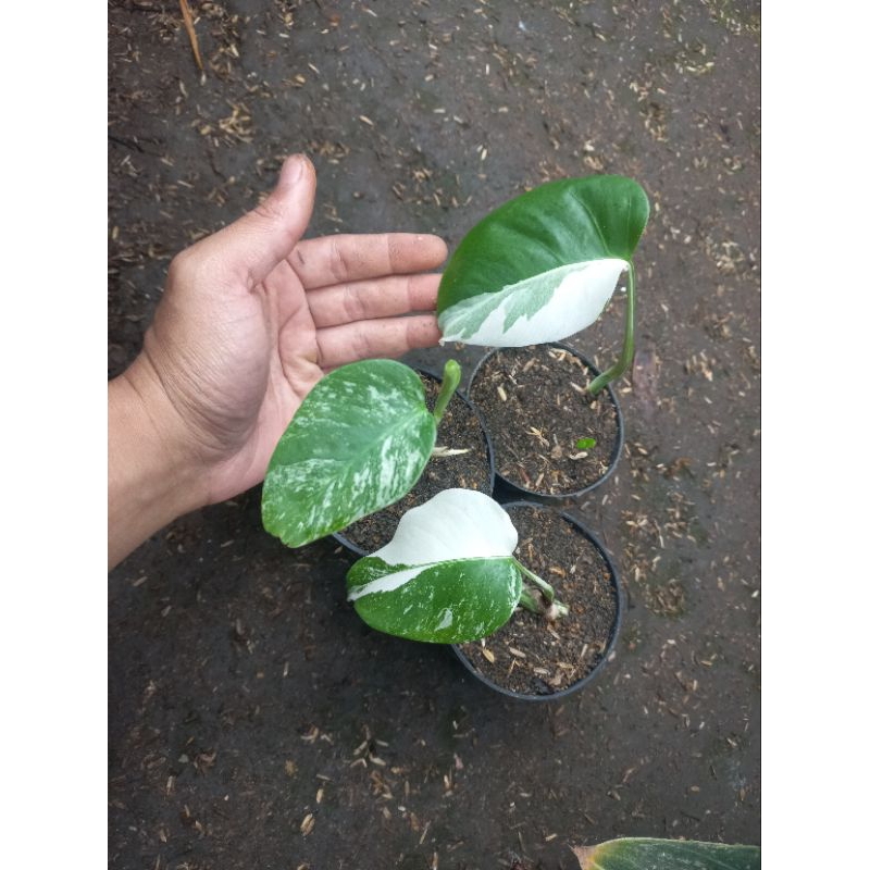 Jual Tanaman hias Monstera Variegata white tiger marble Daun pancing ...