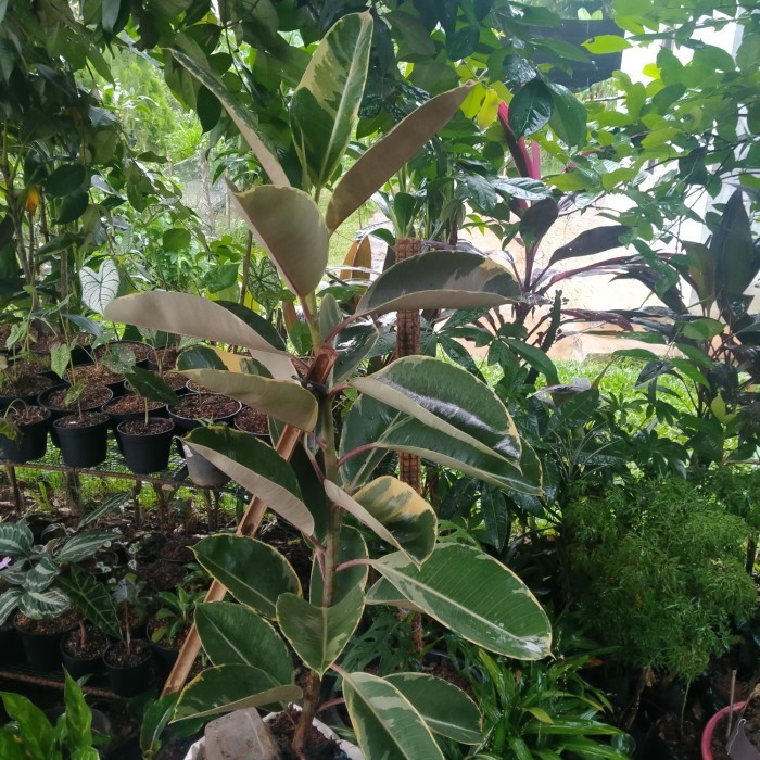 Jual Tanaman Hias Ficus Elastica Variegata Kuning Tinggi 1,5 Meter ...