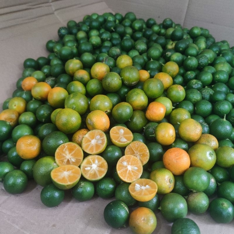 Jual JERUK KASTURI / JERUK PERAS / JERUK SONKIT TERMURAH DI SHOPEE ...