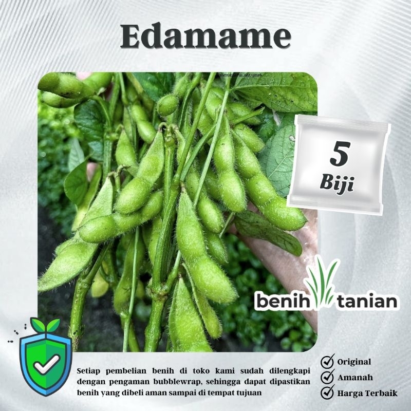 Jual 5 Biji Benih Edamame Bibit Kedelai Jepang Unggul | Shopee Indonesia
