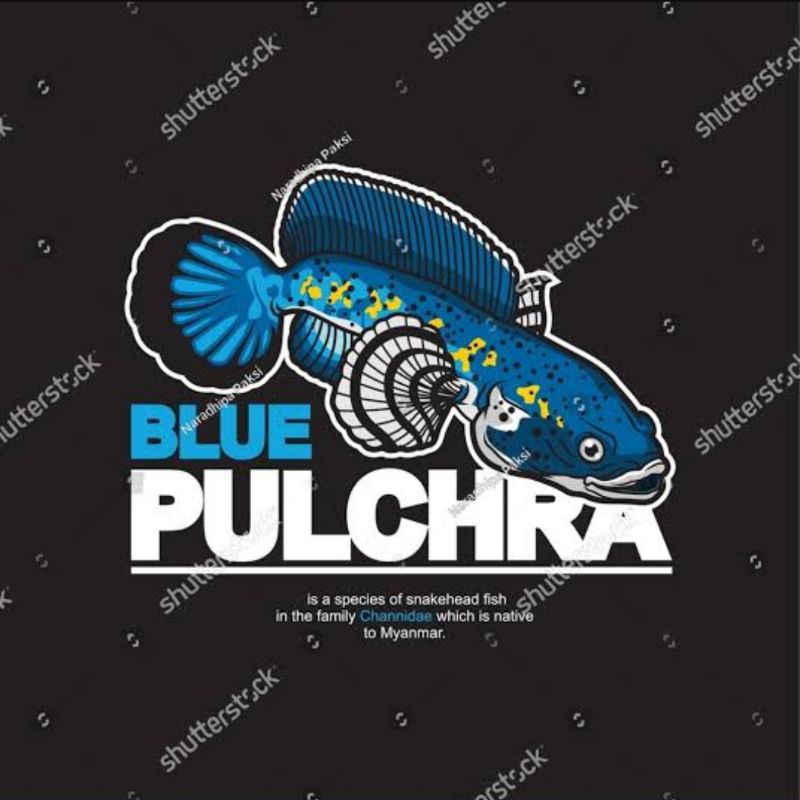 Jual sticker channa blue pulchra full pelet | Shopee Indonesia