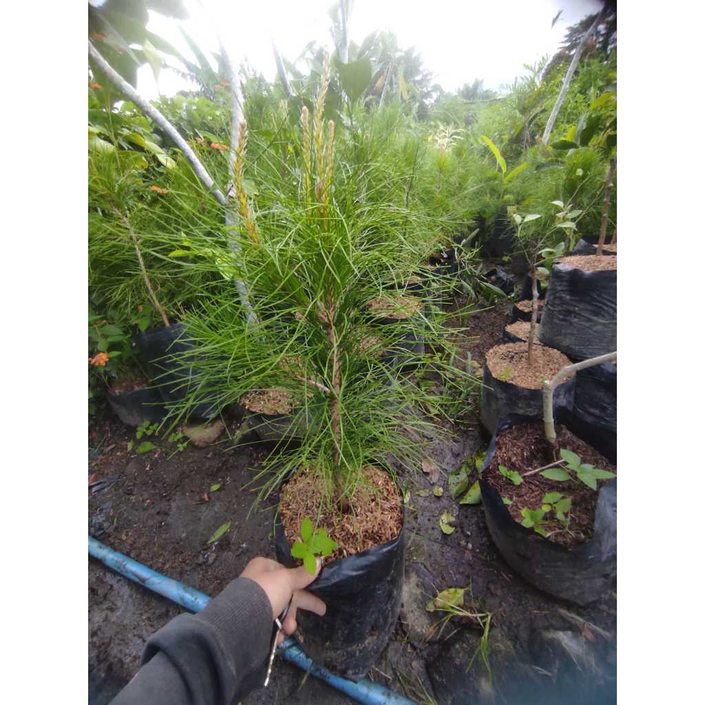 Jual Bibit Pohon Pinus - Tanaman Cemara Pinus Tinggi 40-60cm | Shopee ...