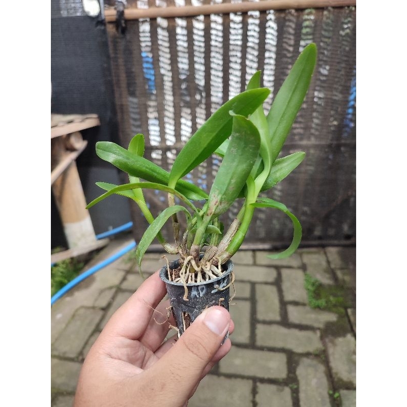 Jual Seedling/Bibit Anggrek Dendrobium Kriting/Melintir | Shopee Indonesia