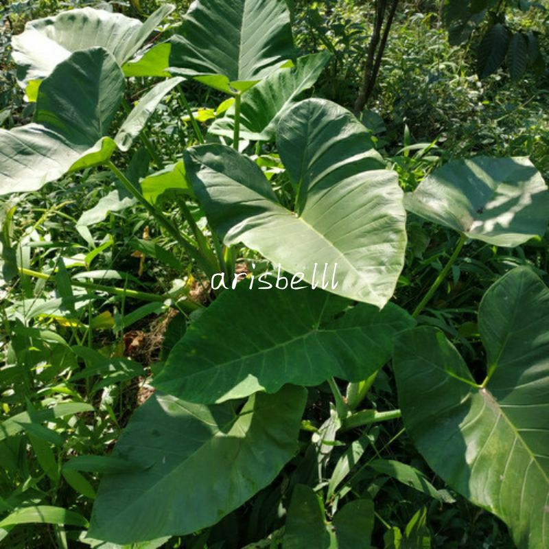 Jual daun talas daun lompong per lembar | Shopee Indonesia