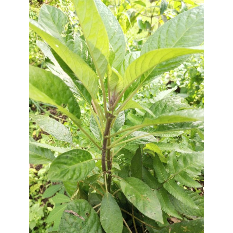 Jual Daun poh pohan segar lalapan asli herbal | Shopee Indonesia