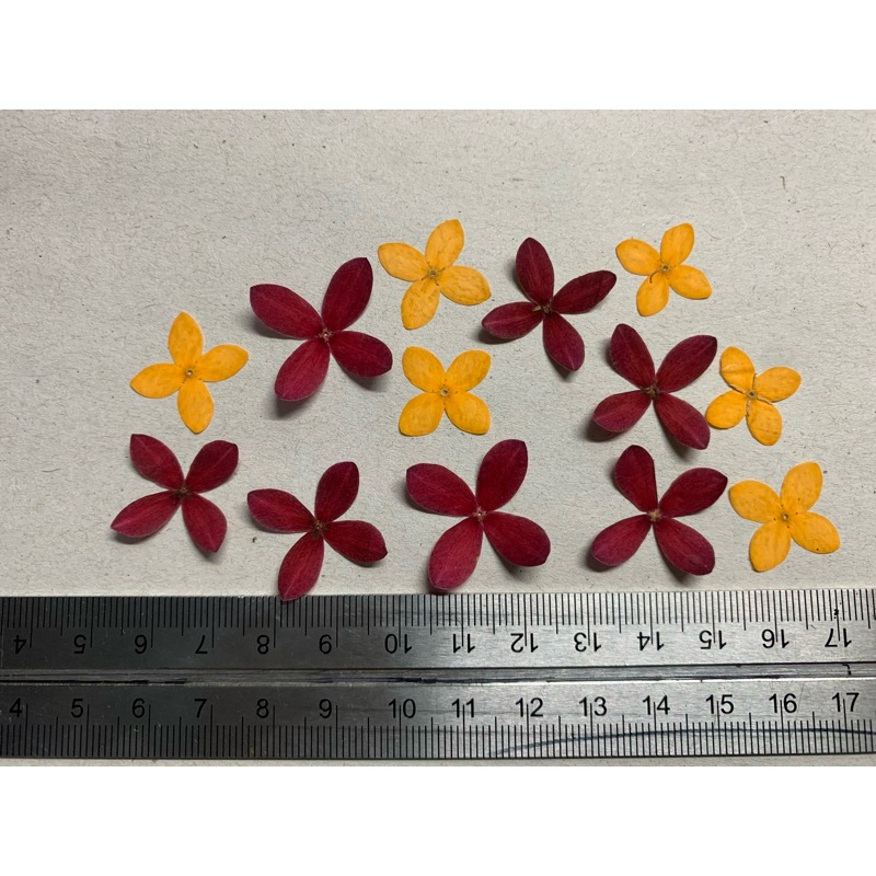 Jual Soka kering, pressed flower, bunga kering | Shopee Indonesia