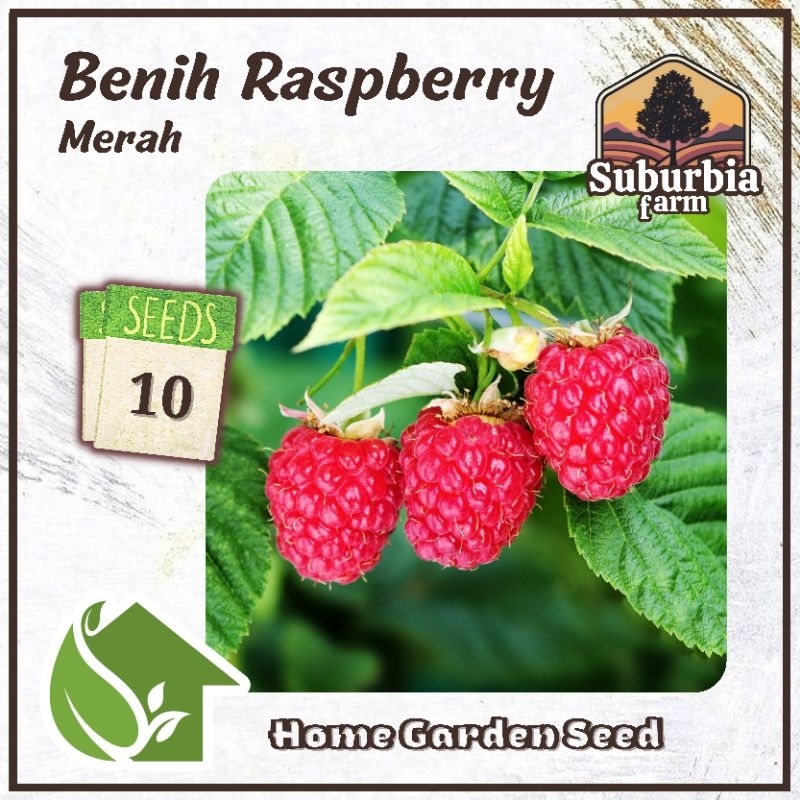 Jual 10 Biji Benih Raspberry Merah | Shopee Indonesia