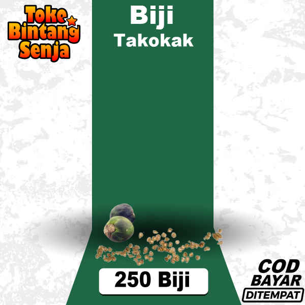 Jual Biji Buah Takokak Per 250 Biji Rimbang Terong Pipit Cepokak ...
