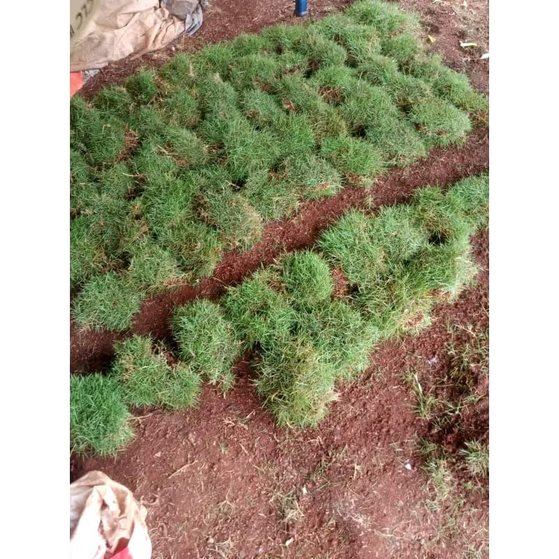 Jual Rumput Peking / Jepang 1 Karung Full Khusus Instan / Di antar ...