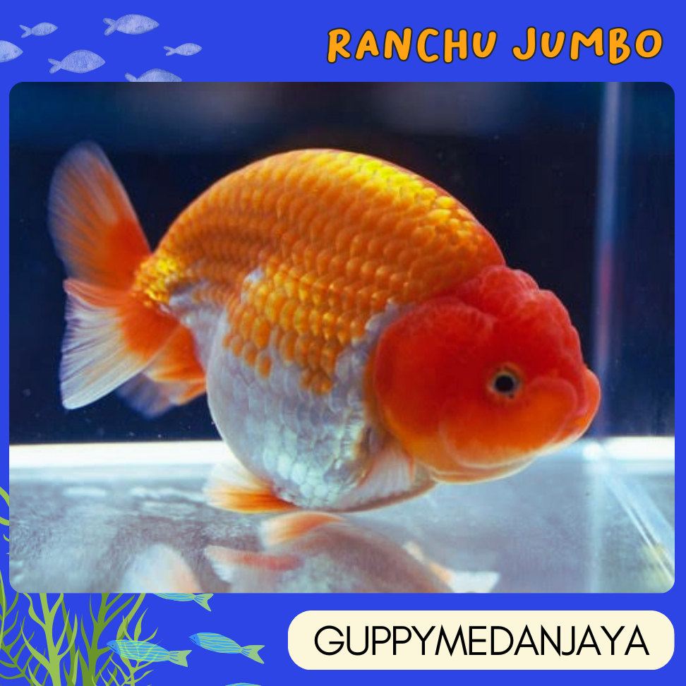 Jual ikan hias JUMBO MAS KOKI GOLDFISH RANCHU BUFFALO LIONHEAD LIONCHU ...