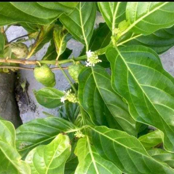 Jual Daun mengkudu/ daun pace (Morinda citrifolia) | Shopee Indonesia