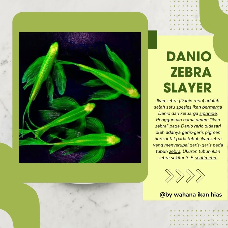 Jual Danio slayer paket isi 20 warna HIJAU / ikan viral kekinian ...