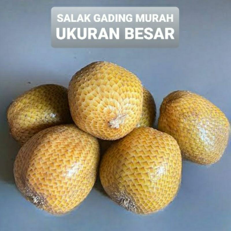 Jual BUAH SALAK GADING 1KG ASLI SLEMAN | Shopee Indonesia