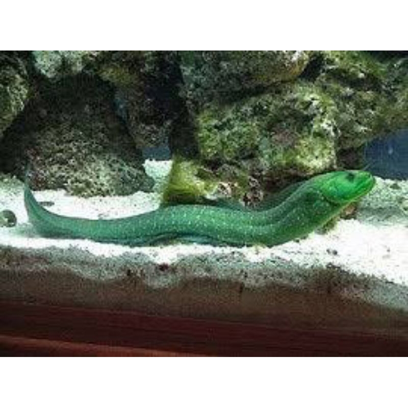 Jual belut hijau air laut moray eel morai eel green wolf eel air laut predator | Shopee Indonesia