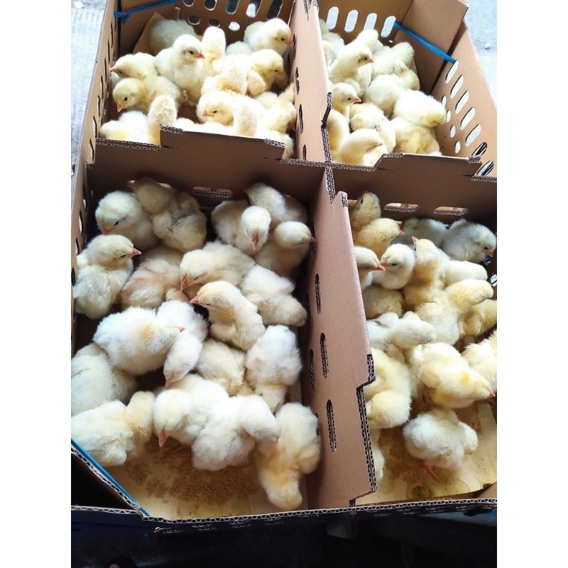 Jual ayam broiler bibit / doc ayam potong | Shopee Indonesia